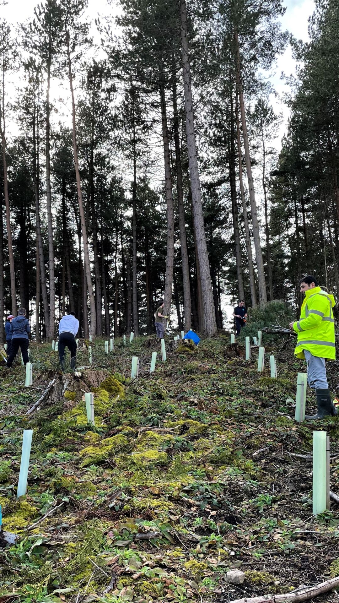 Outing report: Tree planting in Nidderdale Outing report: Tree planting ...